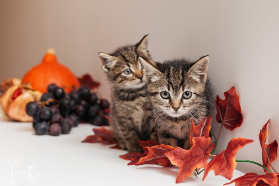 Seznam zavetišč za živali - Mačji dol
